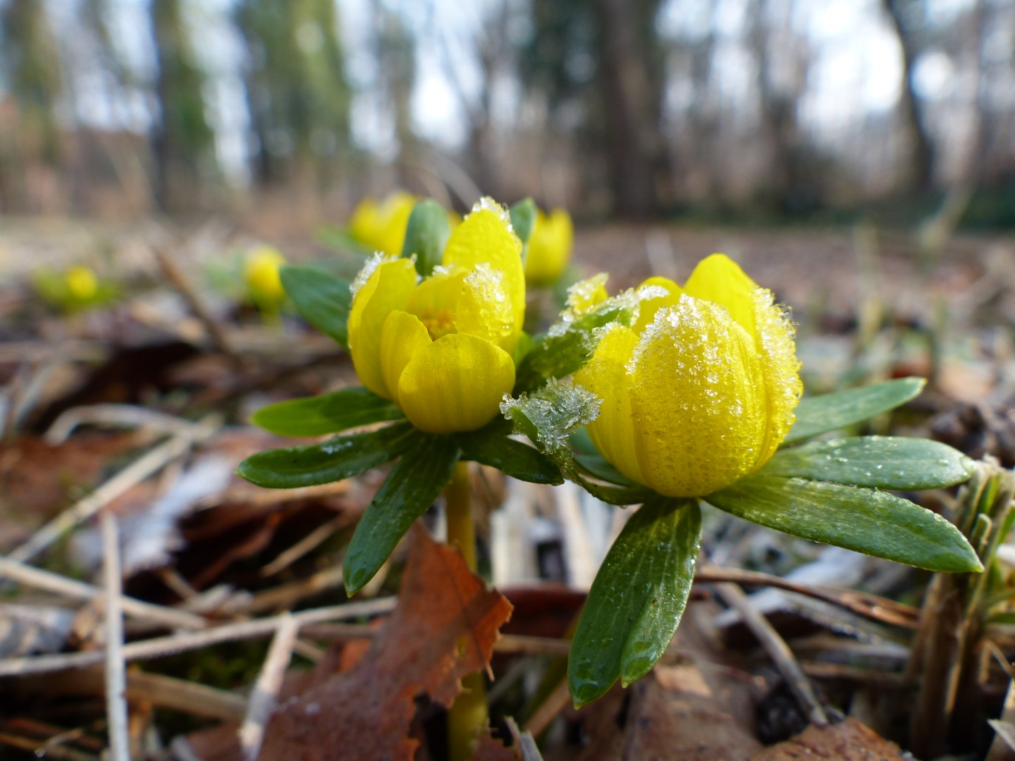 Winterlinge - Evas Naturfotographie